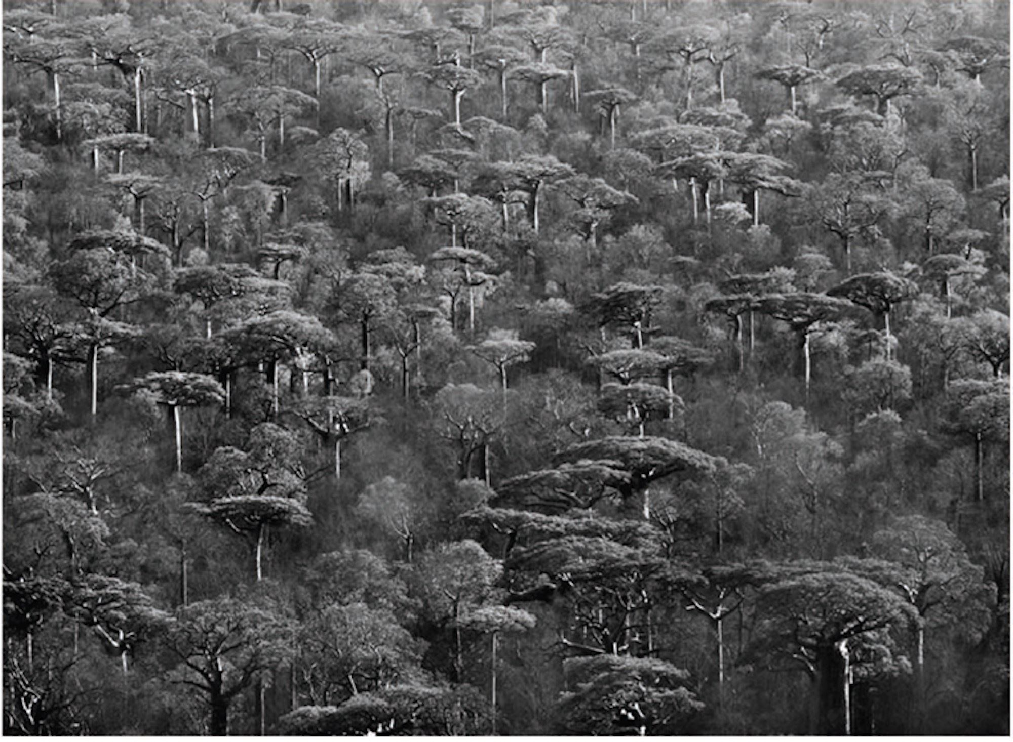 Sebastião Salgado Artworks | Ocula Artist