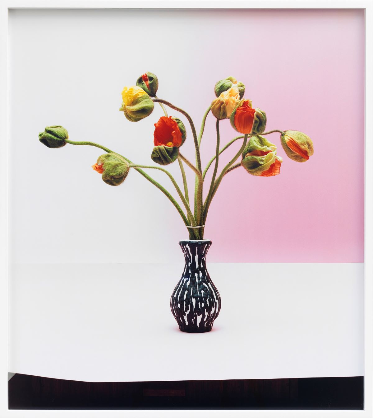 Annette Kelm Biography, Artworks & Exhibitions | Ocula Artist