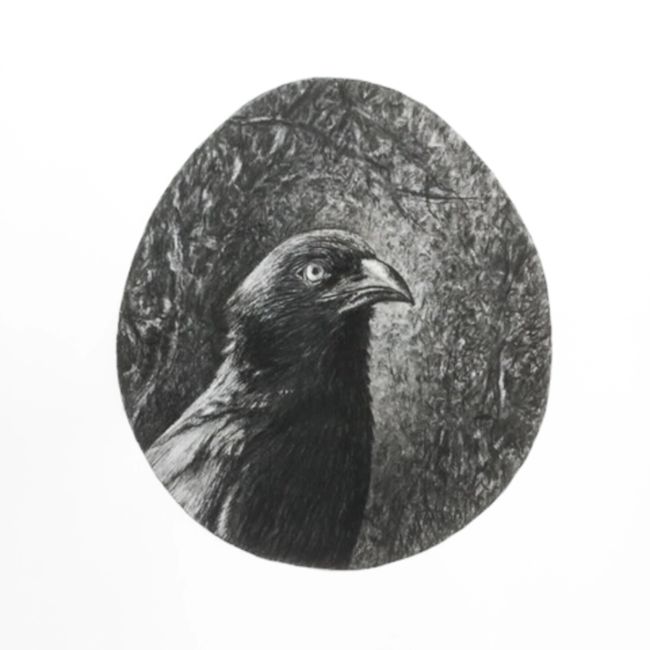Sri Lankan Bird (Common Coucal), 2021 by Muhanned Cader | Ocula