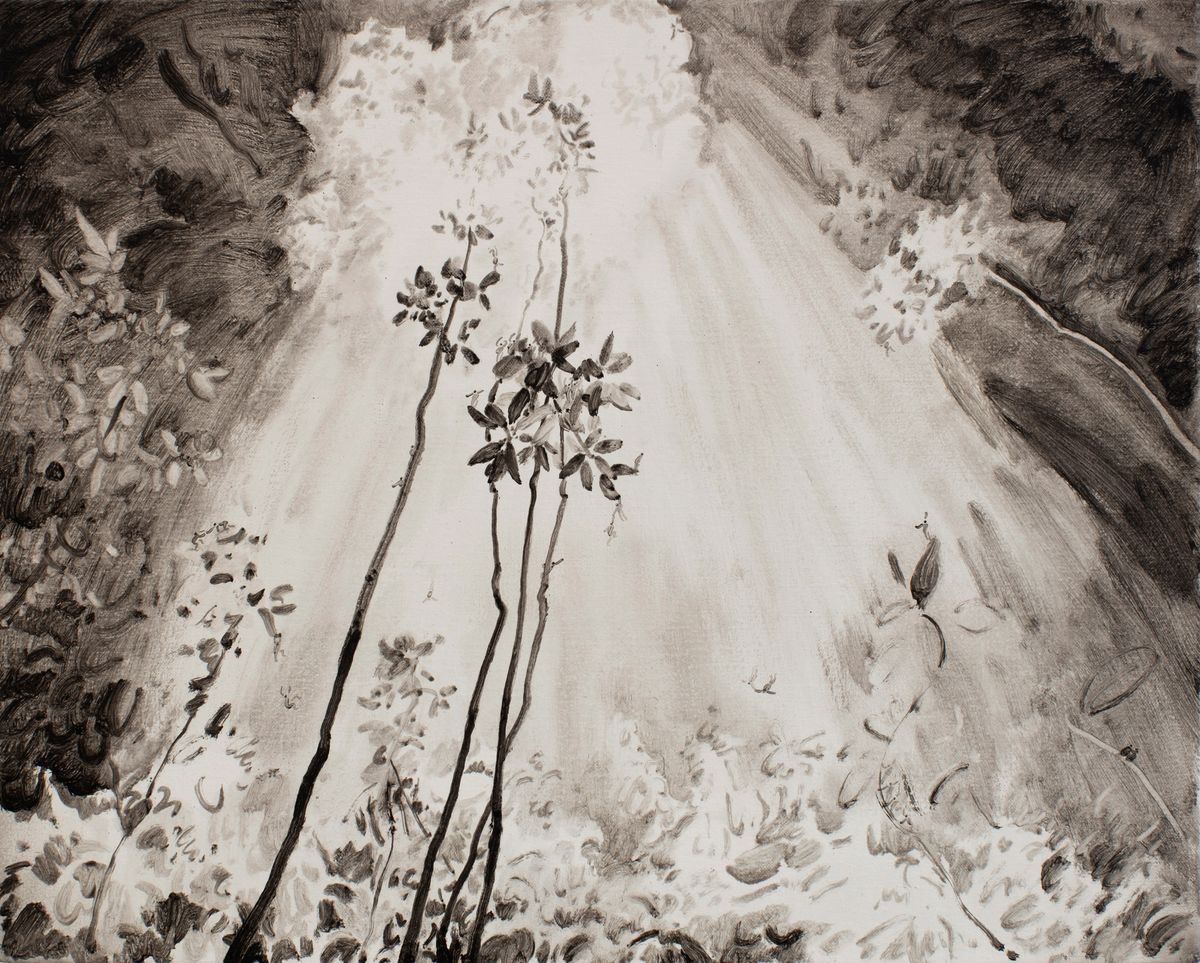 Lu Chao's Art For Sale, Exhibitions & Biography | Ocula Artist