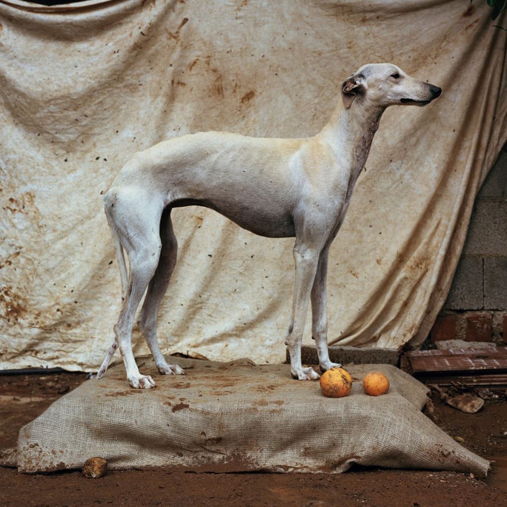 Martin Usborne's Art For Sale, Exhibitions & Biography | Ocula Artist