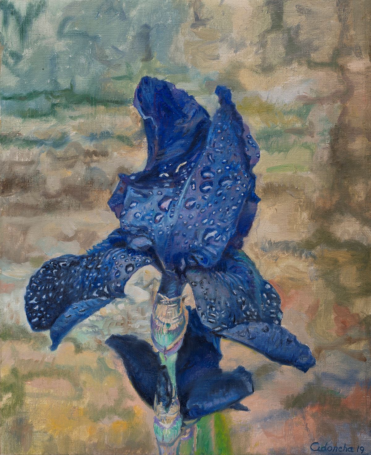 IRIS 5, 2019 by Rafael Cidoncha | Ocula