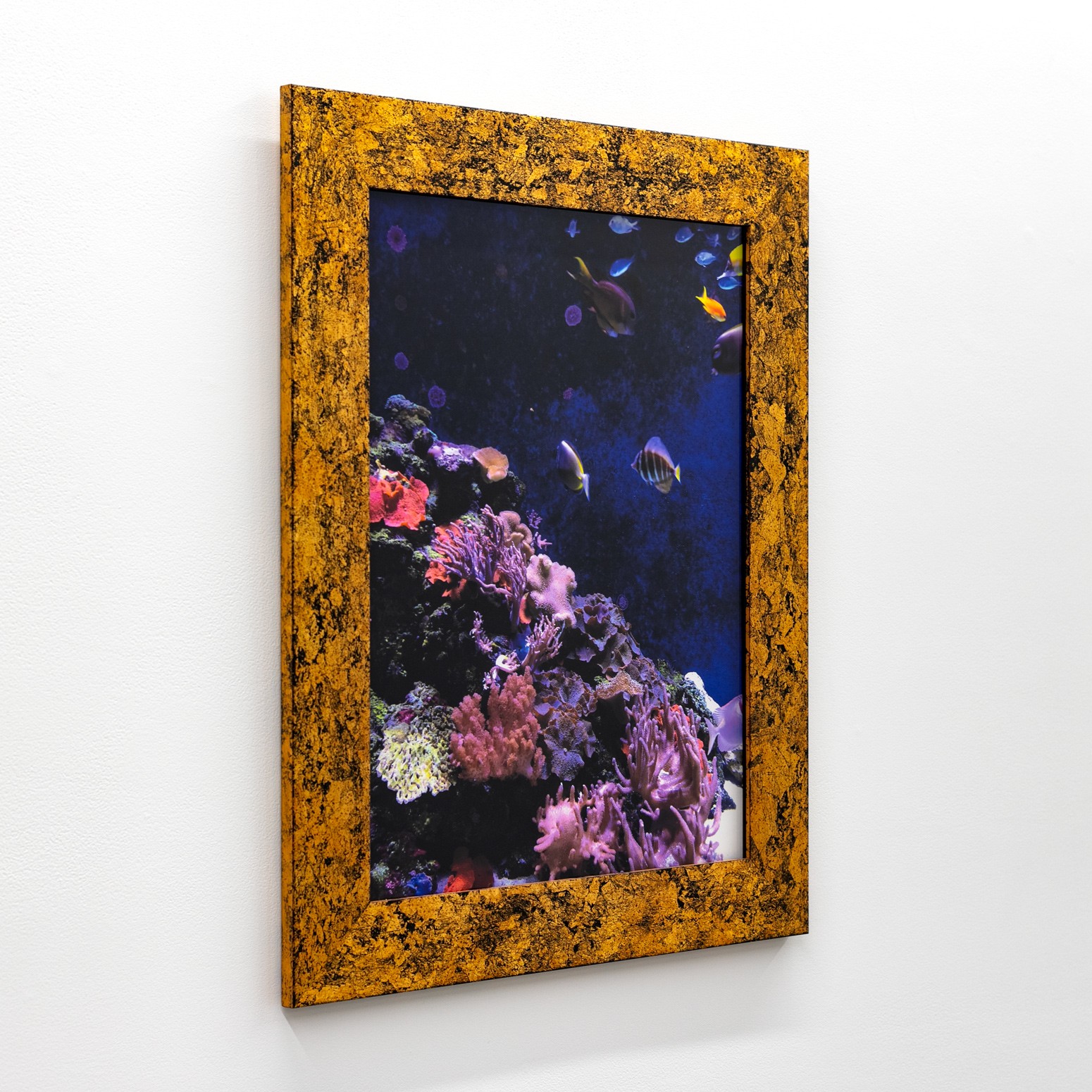 CORAL REEF TANK, 2024 by Erica van Zon | Ocula