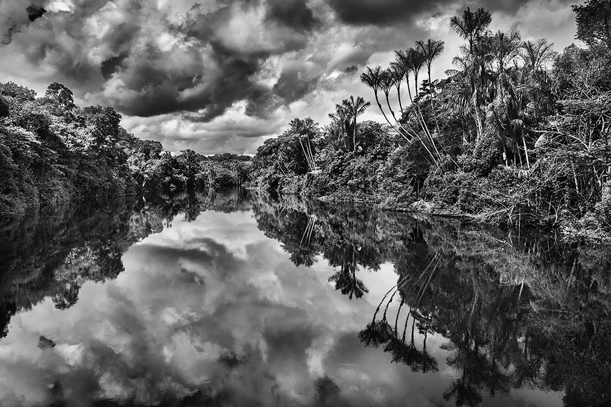 Jauri palm trees, Jaú River, Jaú National Park, state of Amazonas ...