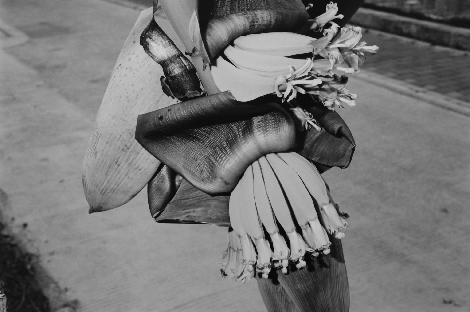 Samuel Laurence Cunnane Artworks | Ocula Artist