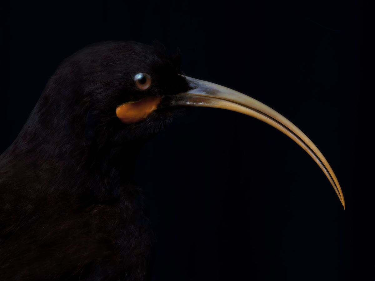 Portrait of a Female Huia, South Canterbury Museum, 2024 by Fiona ...