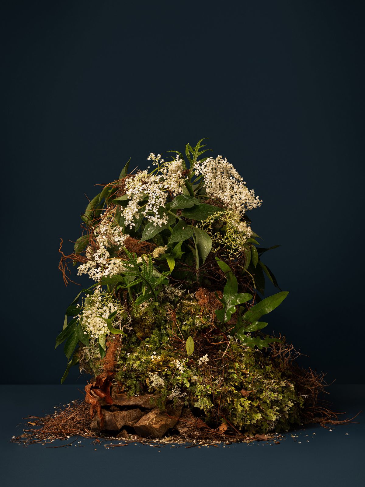 Once upon a time forest floor (Elder, Black Elder, Boor Tree ...