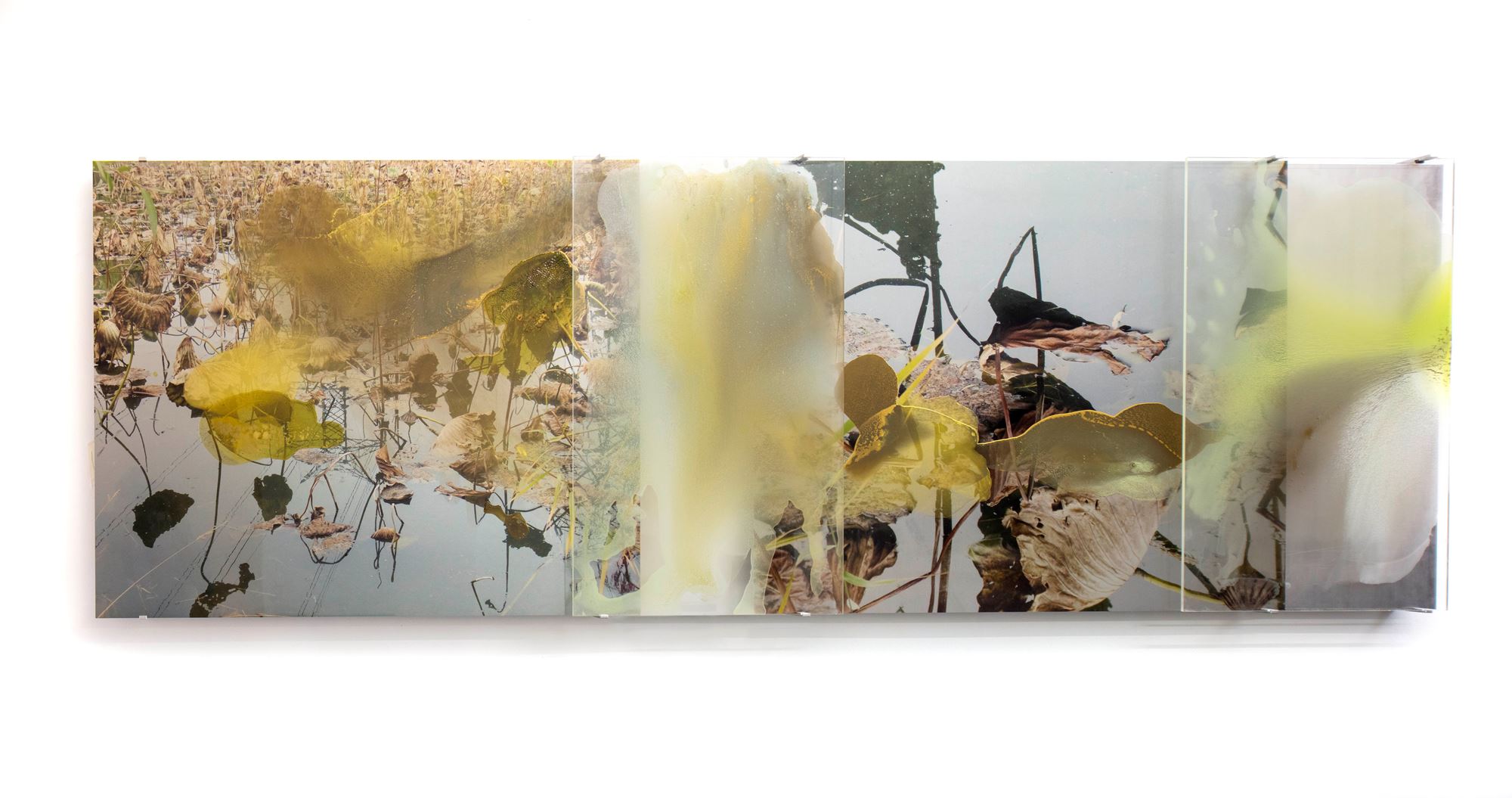 Janet Laurence | Artist Profile, Exhibitions & Artworks | Ocula