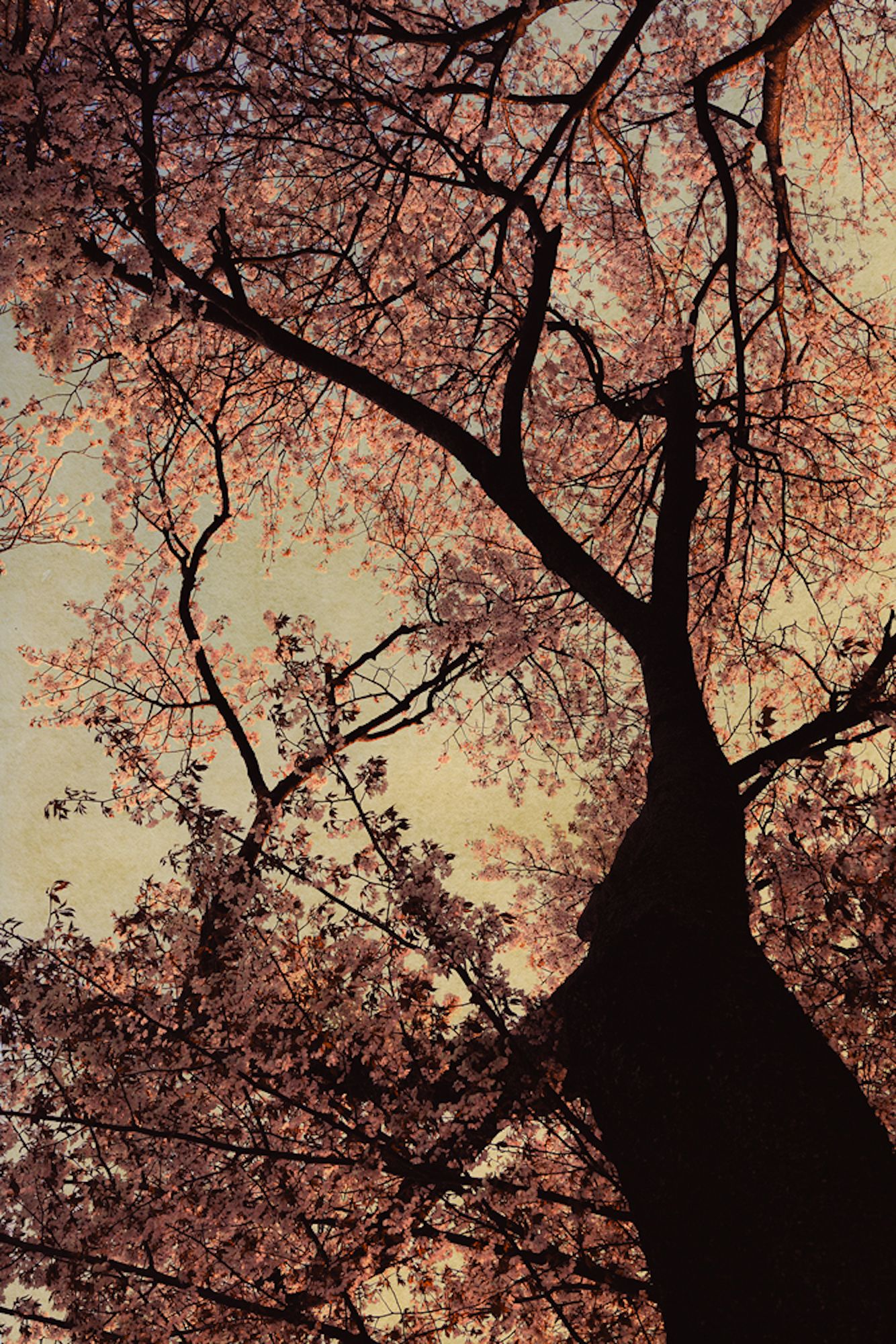 Albarrán Cabrera Biography, Artworks & Exhibitions | Ocula Artist