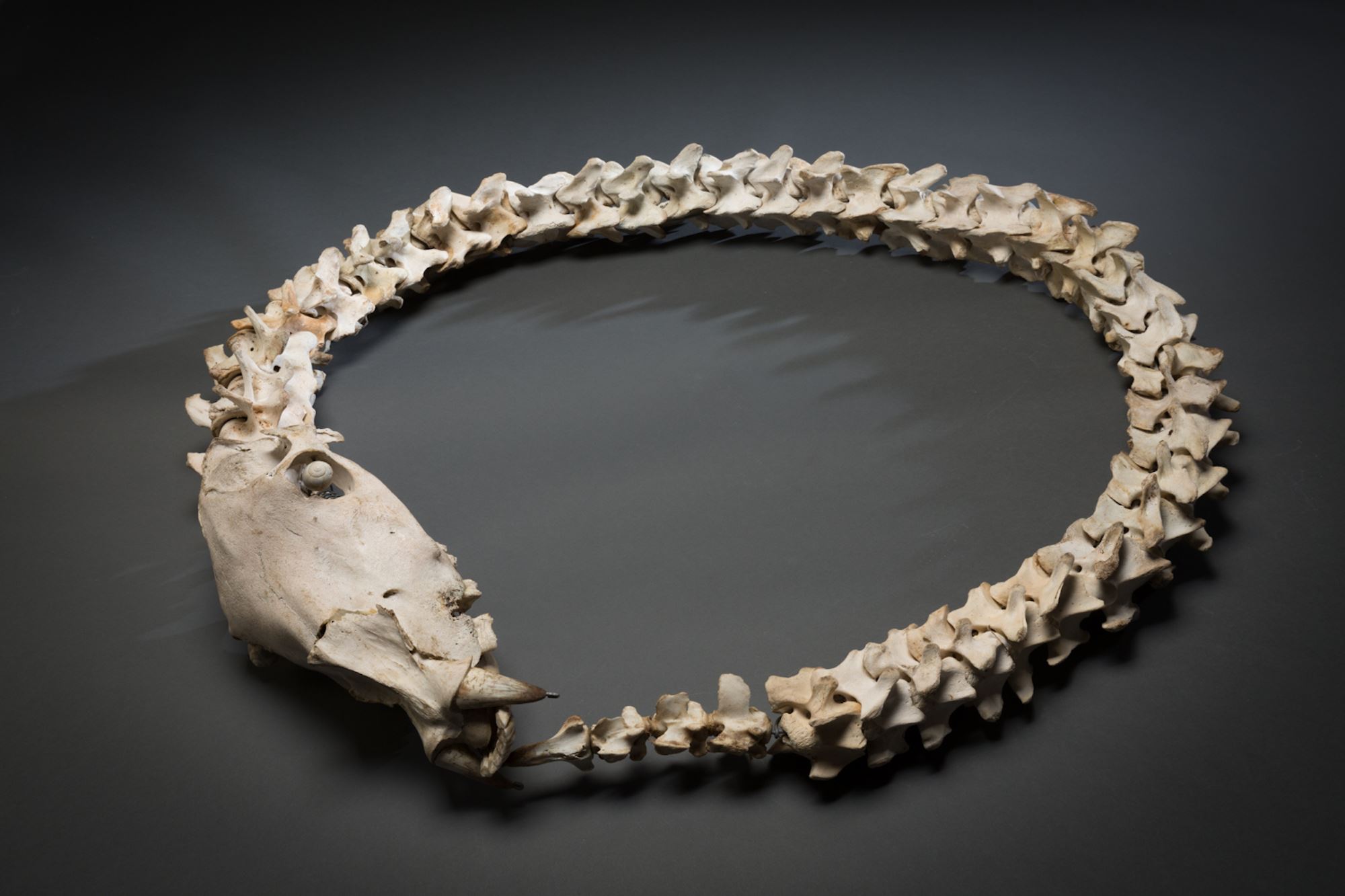 Jonathan McCord Biography, Artworks & Exhibitions | Ocula Artist