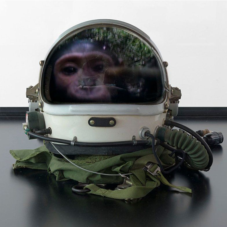 Mat Collishaw's Art For Sale, Exhibitions & Biography | Ocula Artist