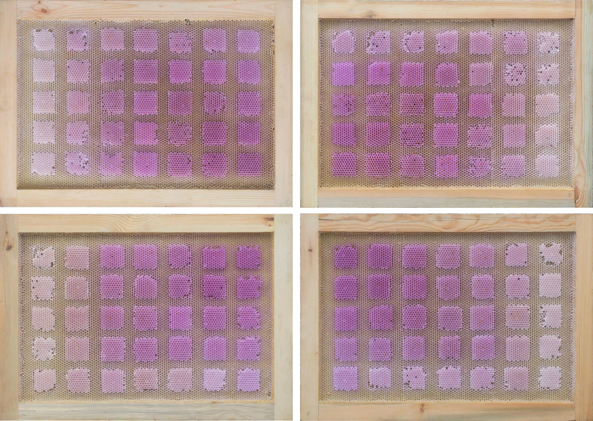 Ren Ri Biography, Artworks & Exhibitions | Ocula Artist