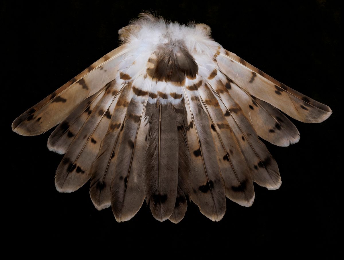 Harrier Tail (below), Hunter, 2022 by Fiona Pardington | Ocula