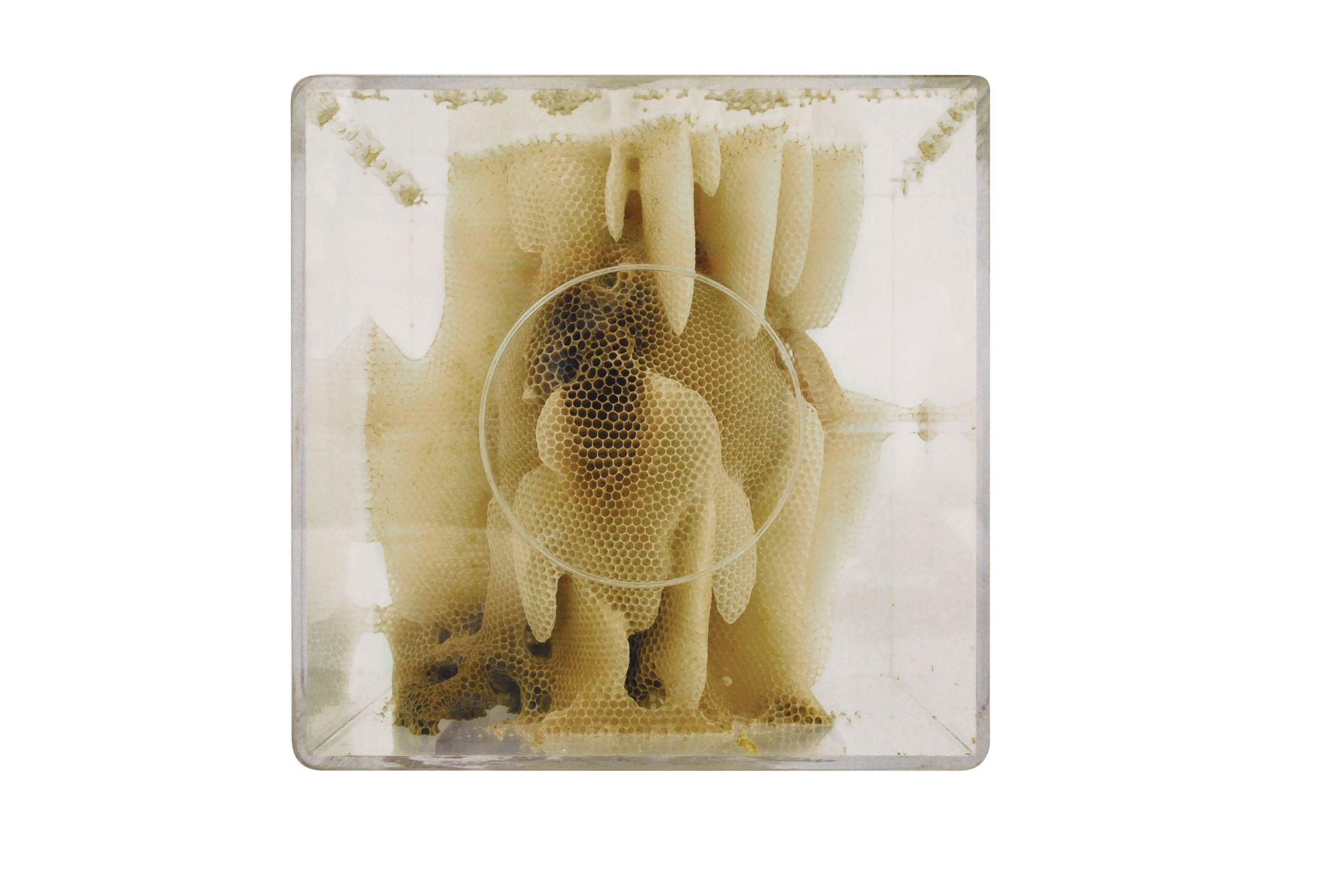 Ren Ri Biography, Artworks & Exhibitions | Ocula Artist