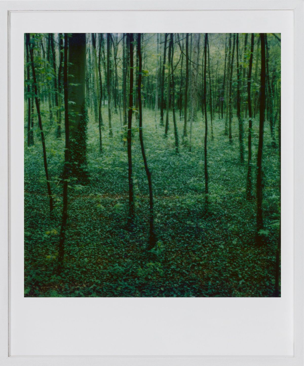 Green forest, 1980s by Robby Müller | Ocula