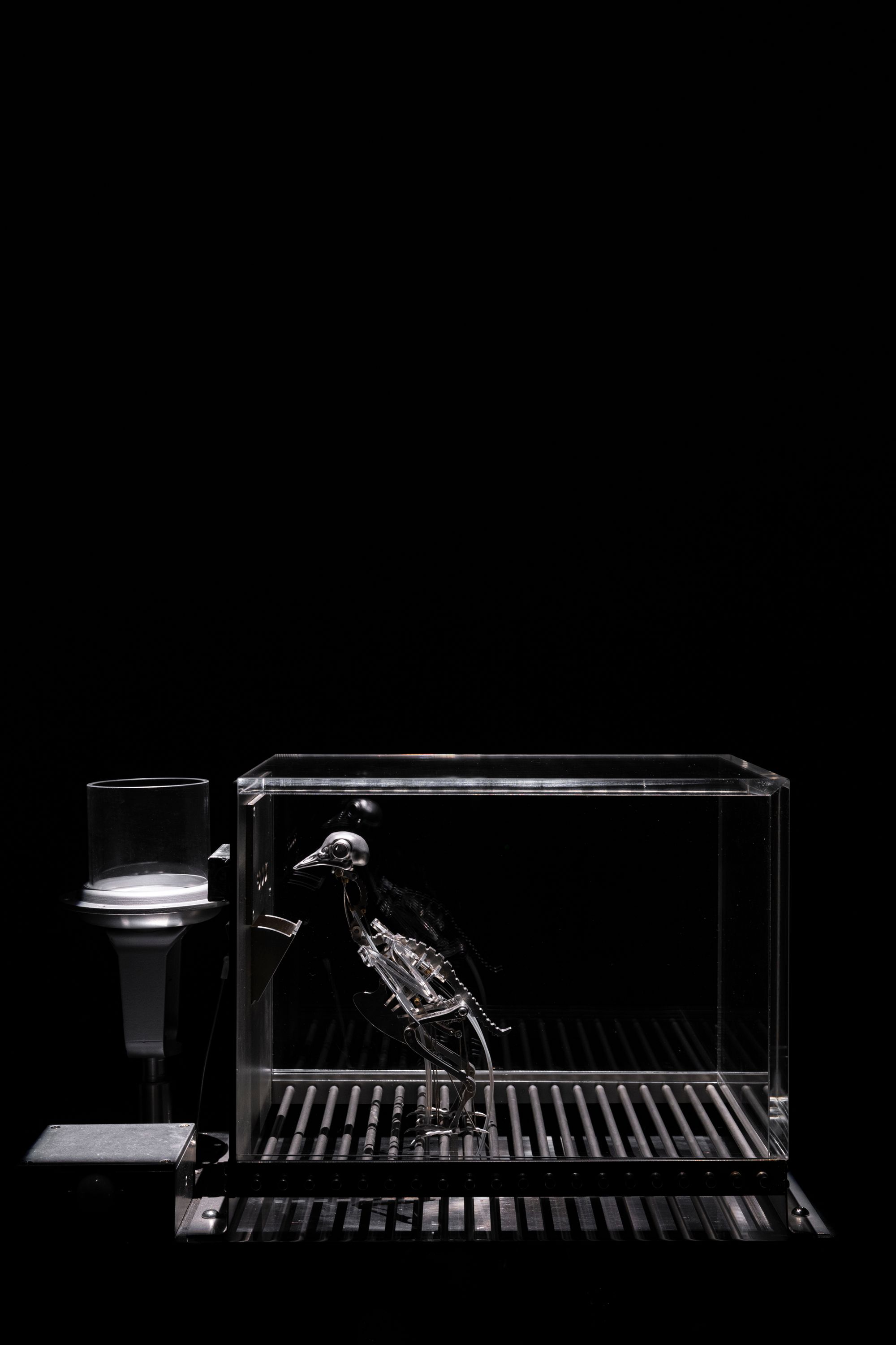 Mat Collishaw Biography, Artworks & Exhibitions | Ocula Artist