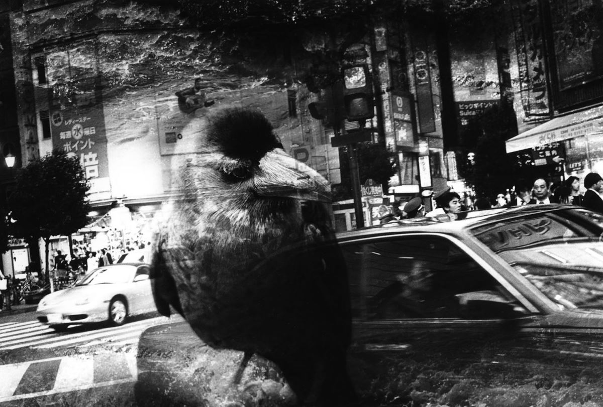 Kosuke Biography, Artworks & Exhibitions | Ocula Artist