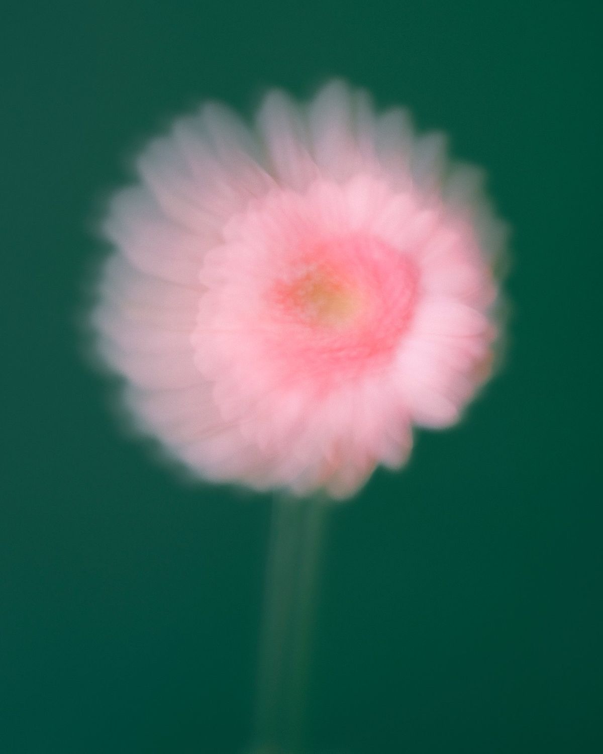 Paula Codoñer Biography, Artworks & Exhibitions | Ocula Artist