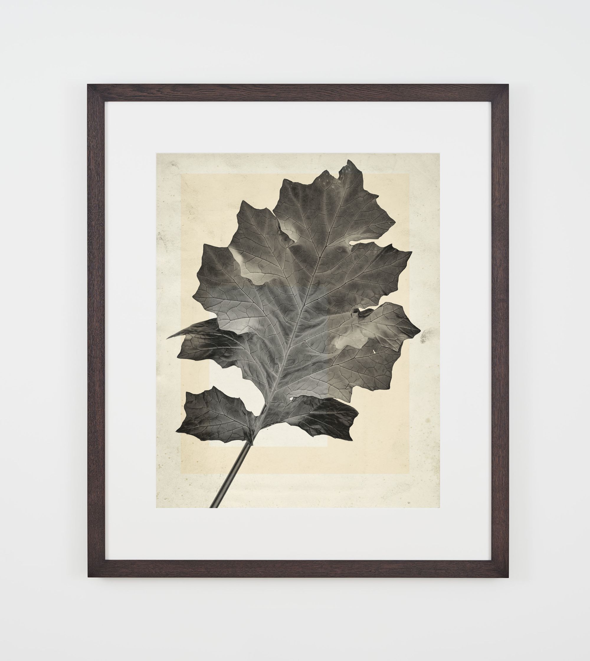 Thomas Ruff Artworks | Ocula Artist