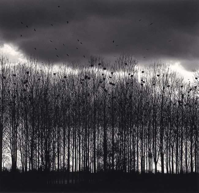 Nesting Colony, Bourgogne, France, 1997 by Michael Kenna | Ocula