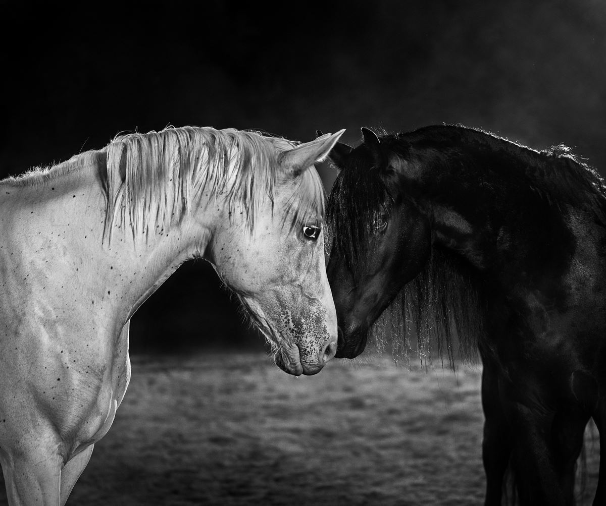 Amos Gebhardt's Art For Sale, Exhibitions & Biography | Ocula Artist