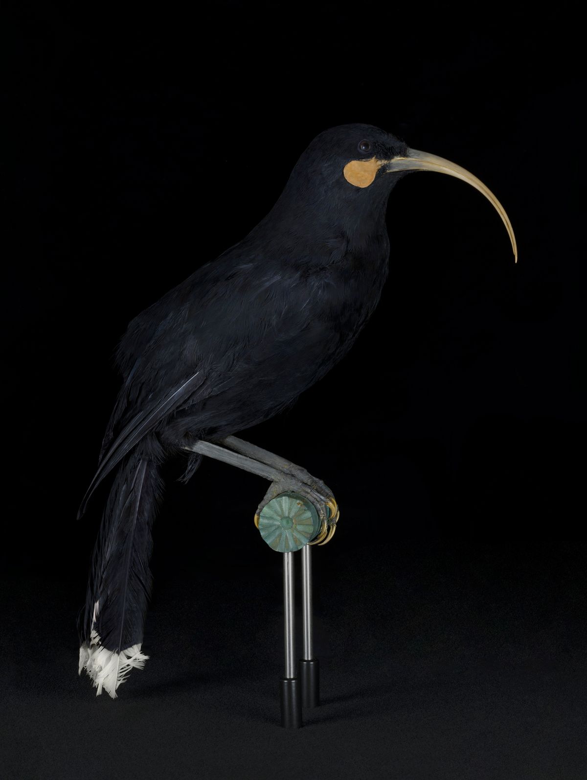 Manawarahi Female Huia, MTG Hawkes Bay, 2022 by Fiona Pardington | Ocula
