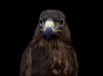 Matt Stokes Biography, Artworks & Exhibitions | Ocula Artist