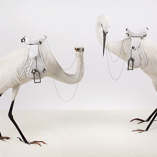 Kelly Mccallum's Art For Sale, Exhibitions & Biography | Ocula Artist