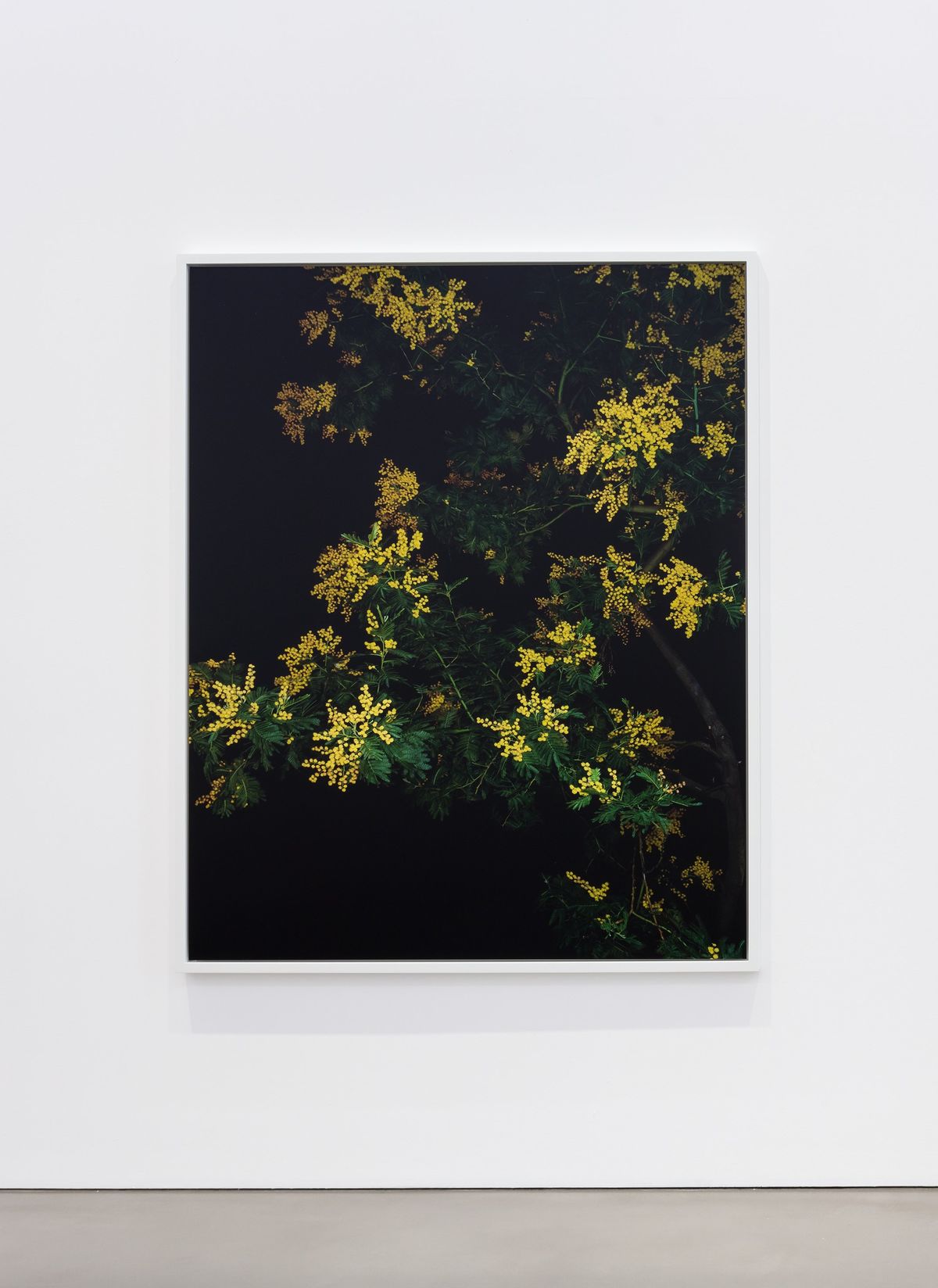 Mimosa (Actor) (I), 2021 by Sarah Jones | Ocula