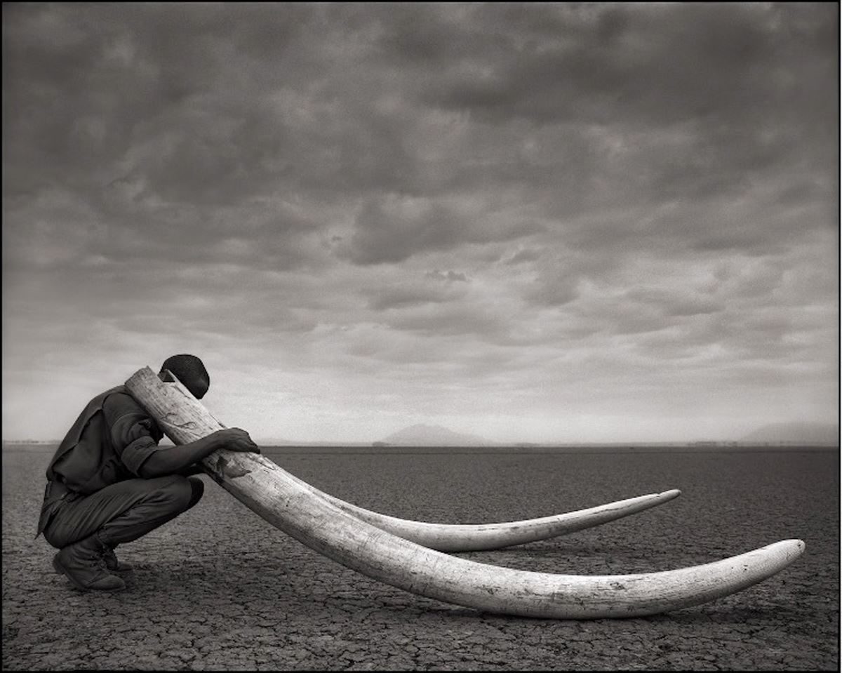 Nick Brandt Biography, Artworks & Exhibitions | Ocula Artist