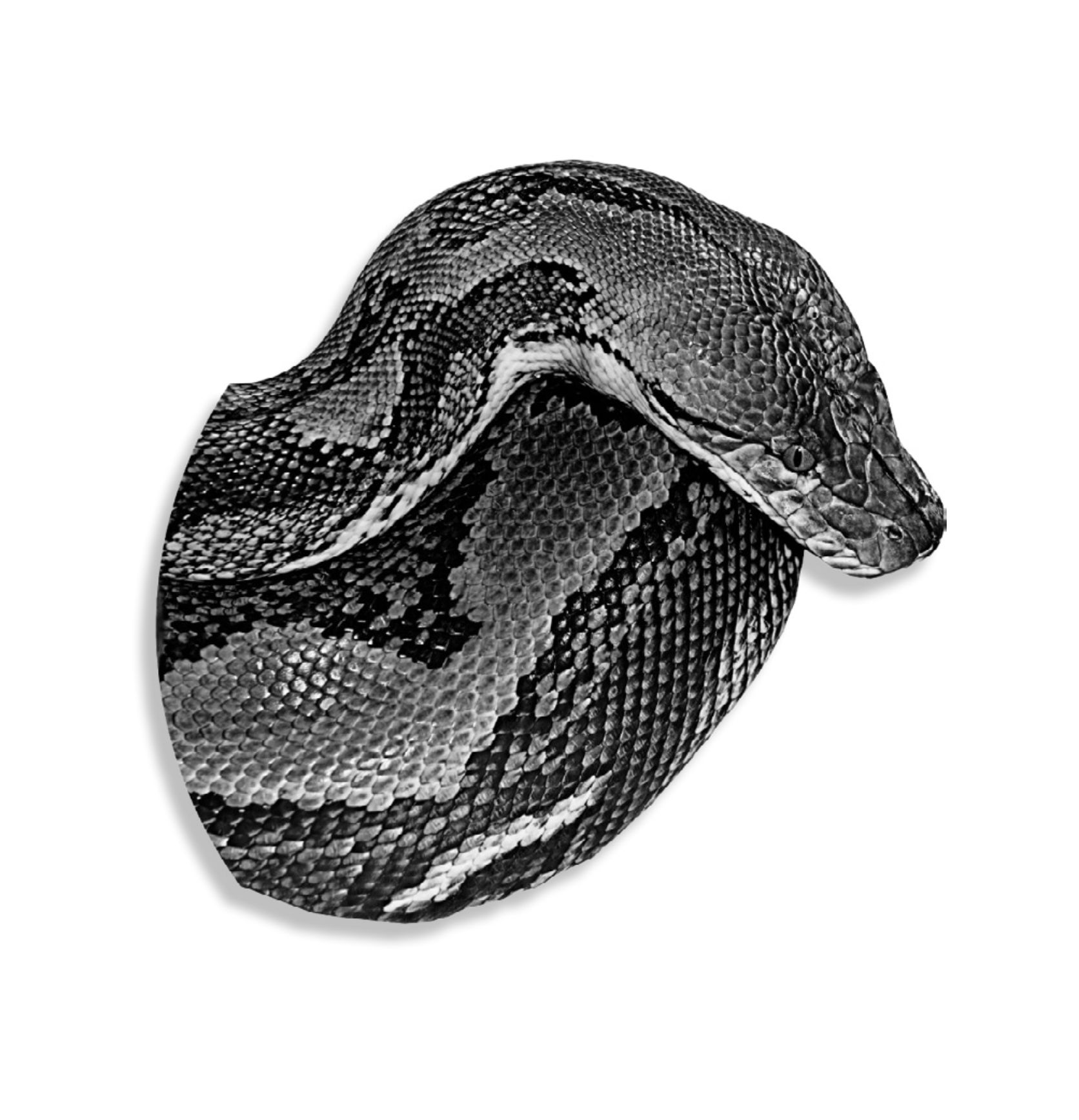 A Bird Song in a Forest, 2022 by Robert Zhao Renhui | Ocula