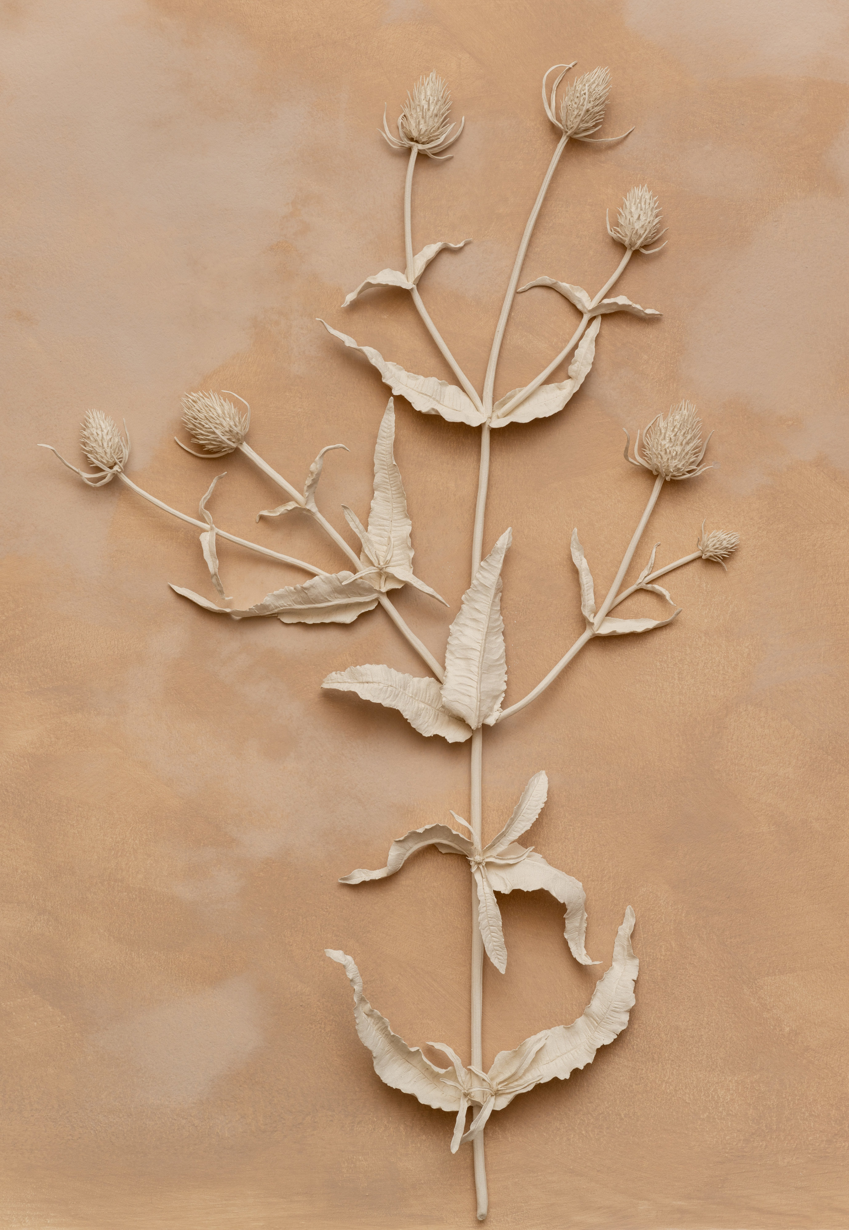 Teasel, 2023 by Kaori Tatebayashi | Ocula