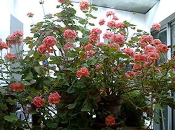 Sherman Sam Biography, Artworks & Exhibitions | Ocula Artist