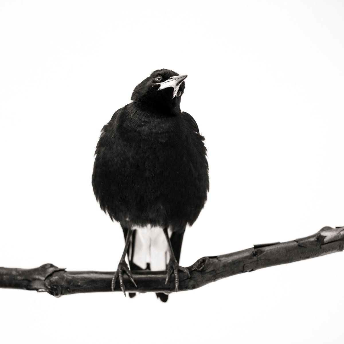 Cameron Bloom Biography, Artworks & Exhibitions | Ocula Artist