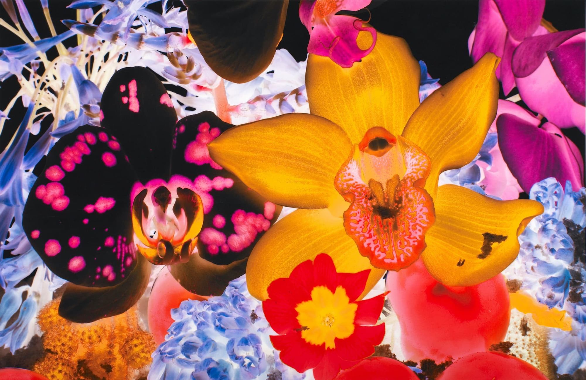 Marc Quinn | Artist Profile, Exhibitions & Artworks | Ocula