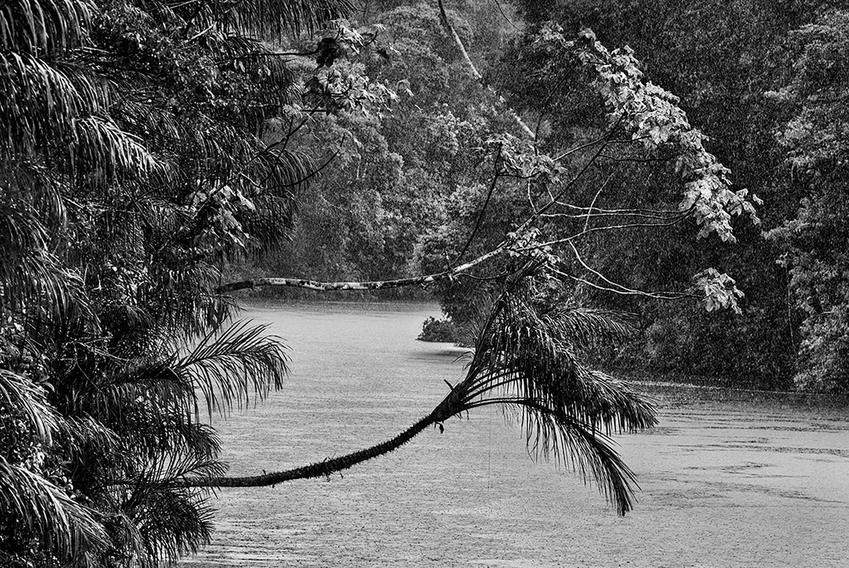 An igapó, Jaú River, Jaú National Park, state of Amazonas, Brazil, 2019 ...