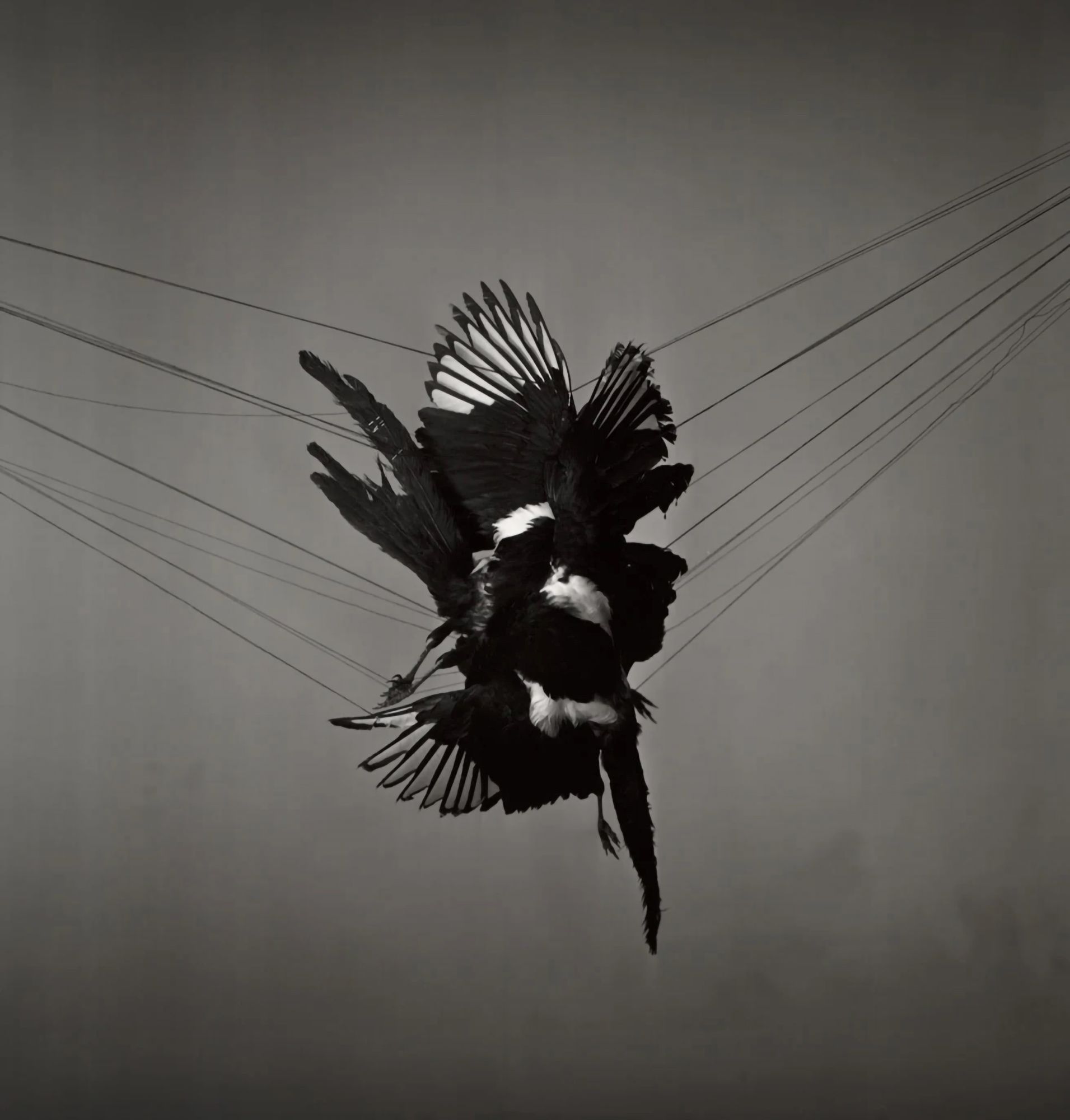 Richard Learoyd Biography, Artworks & Exhibitions | Ocula Artist