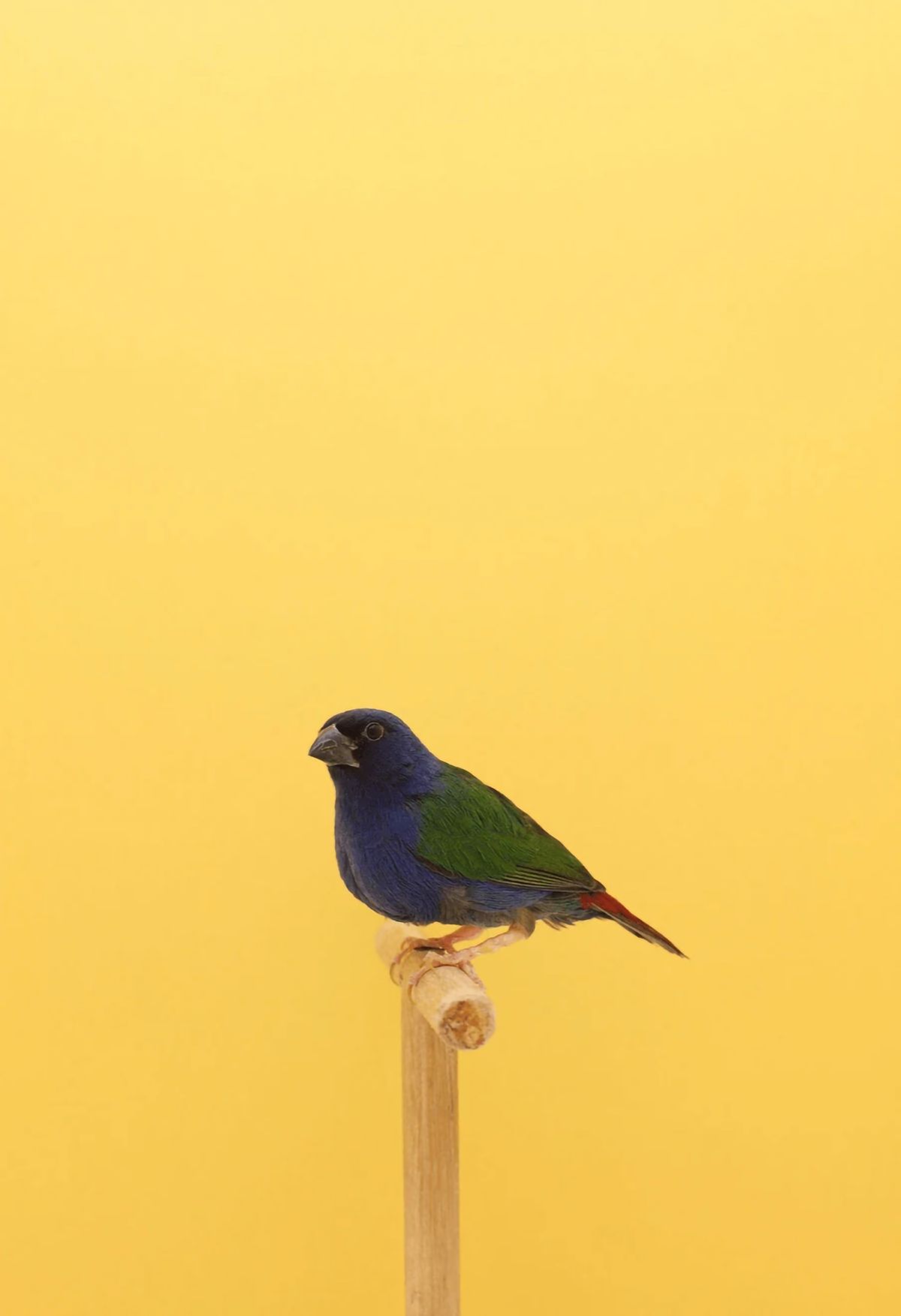 Forbes Parrot Finch #1, 2012/2022 by Luke Stephenson | Ocula