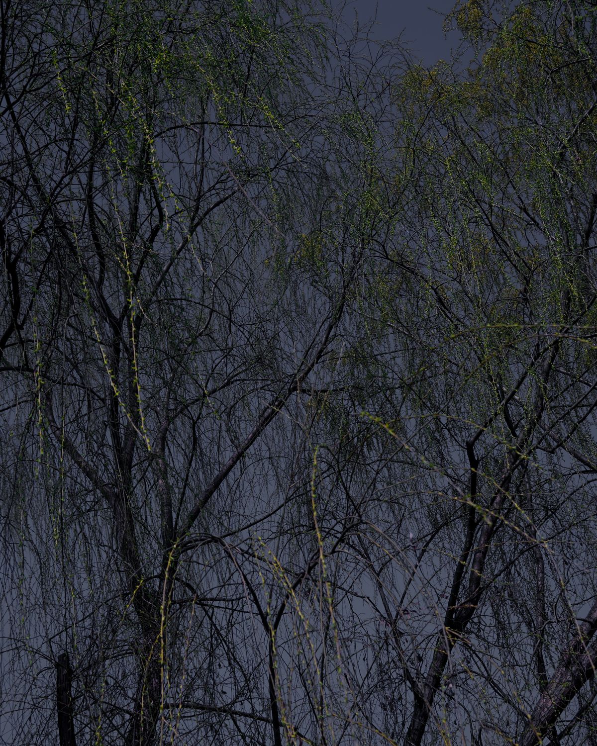 Willow at Night, 2021 by Seongyeon Jo | Ocula
