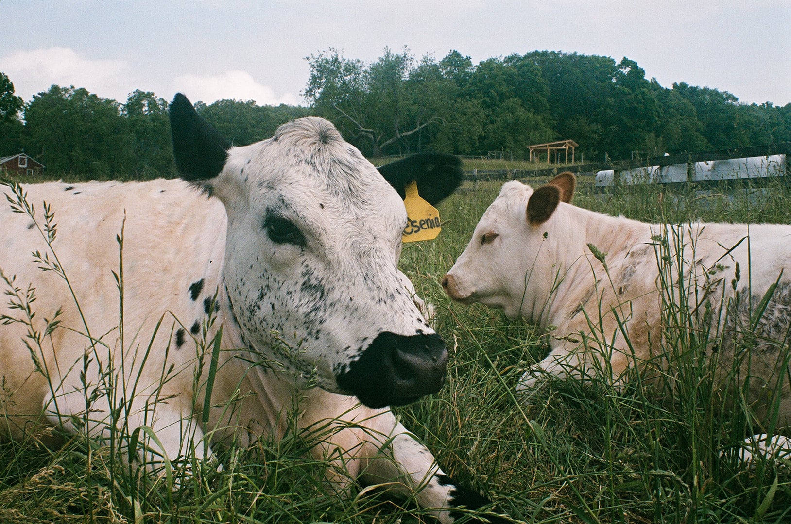Of This Earth: Dan Colen Farms Meaning in the Hudson Valley | Ocula