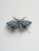 Elizabeth Thomson's Art For Sale, Exhibitions & Biography | Ocula Artist
