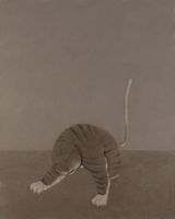 Fan Shao's Art For Sale, Exhibitions & Biography | Ocula Artist