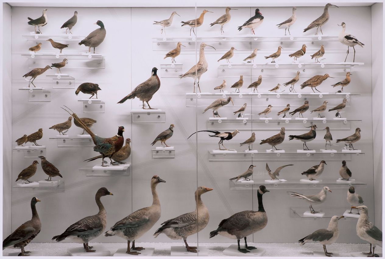 Shi Guowei S Art For Sale Exhibitions Biography Ocula Artist