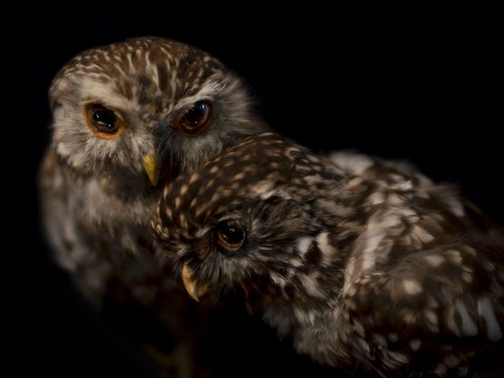 Ruru Pair, South Canterbury Museum, 2024 by Fiona Pardington | Ocula