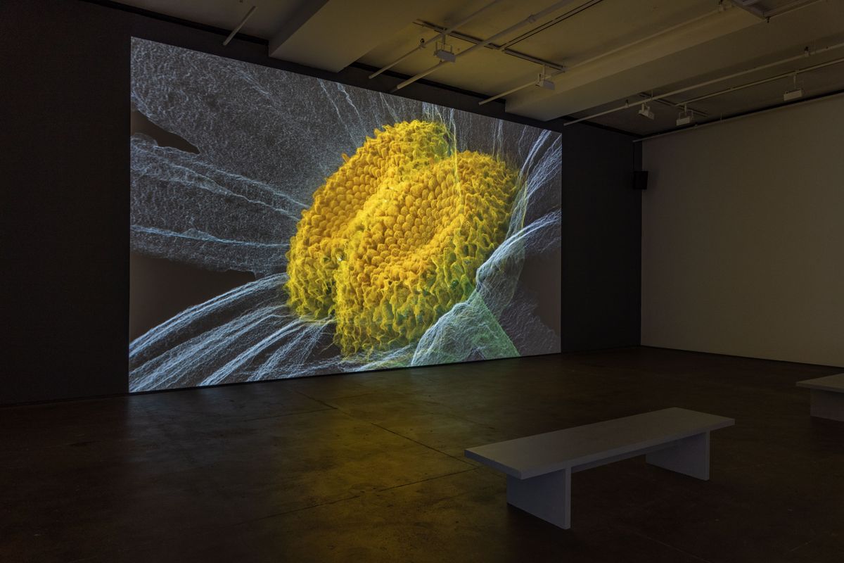 Laurent Grasso, 'Artificialis' at Sean Kelly, New York, United States ...
