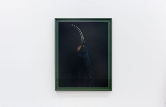 Female Huia, Canterbury Museum, 2022 by Fiona Pardington | Ocula