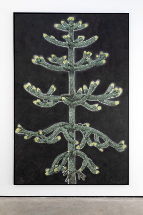 portrait of a monkey puzzle tree (Glasgow), 2023 by Andrew Sim | Ocula