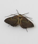 Elizabeth Thomson's Art For Sale, Exhibitions & Biography | Ocula Artist