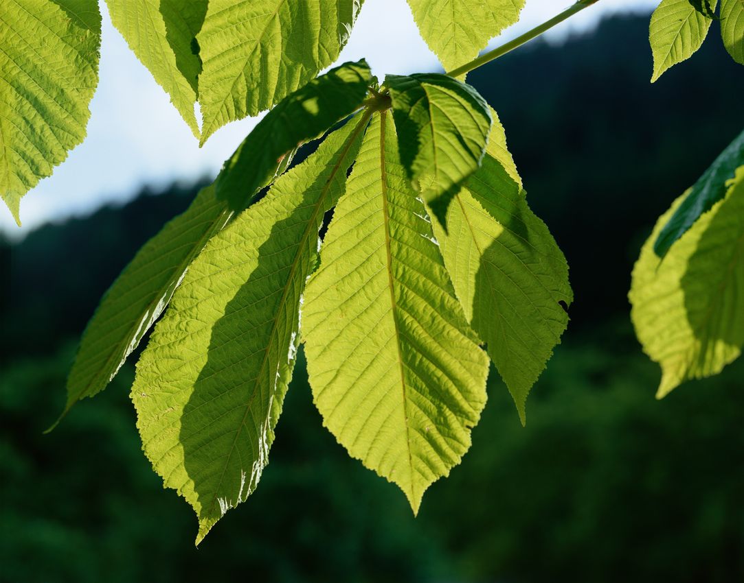 Christopher Williams' Art For Sale, Exhibitions & Biography | Ocula Artist