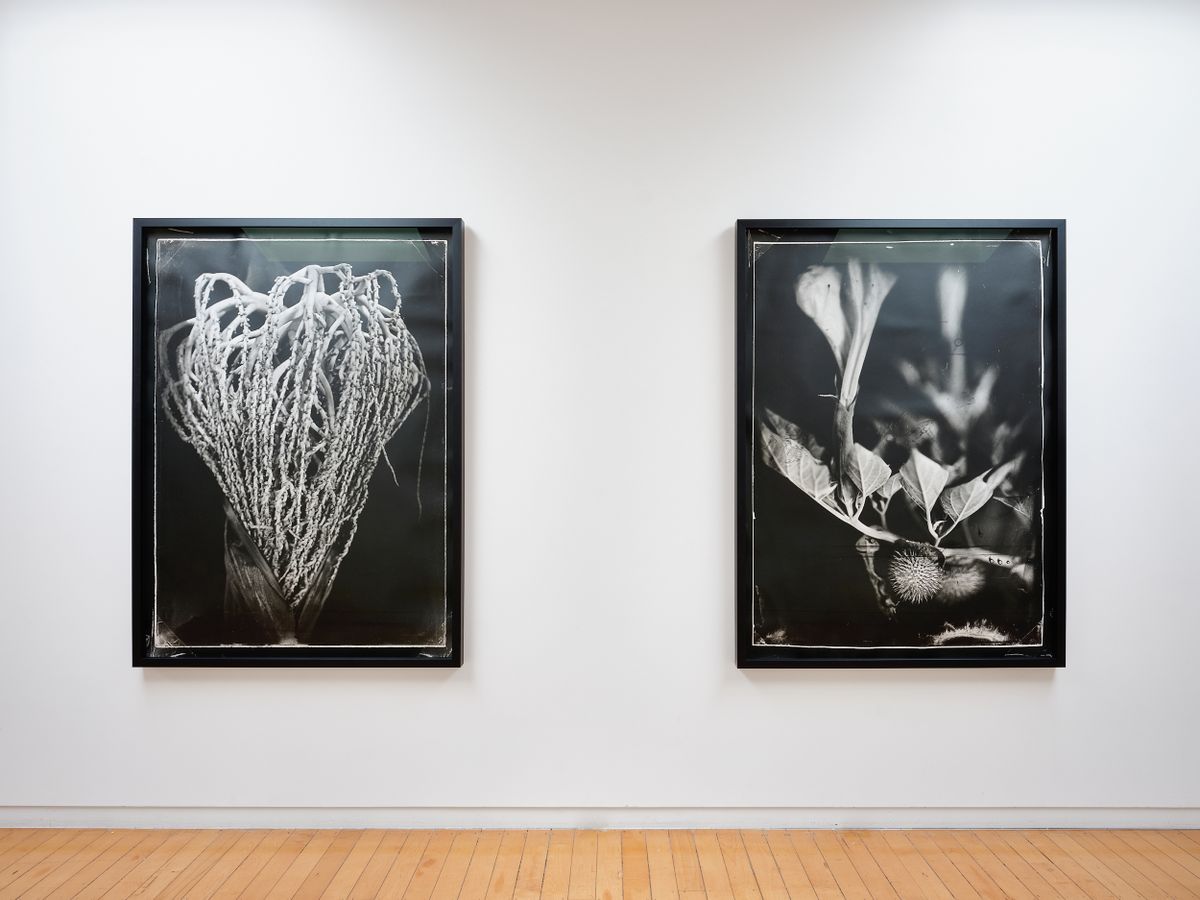 Joyce Campbell, 'LA Botanical' at Two Rooms, Auckland, New Zealand on ...